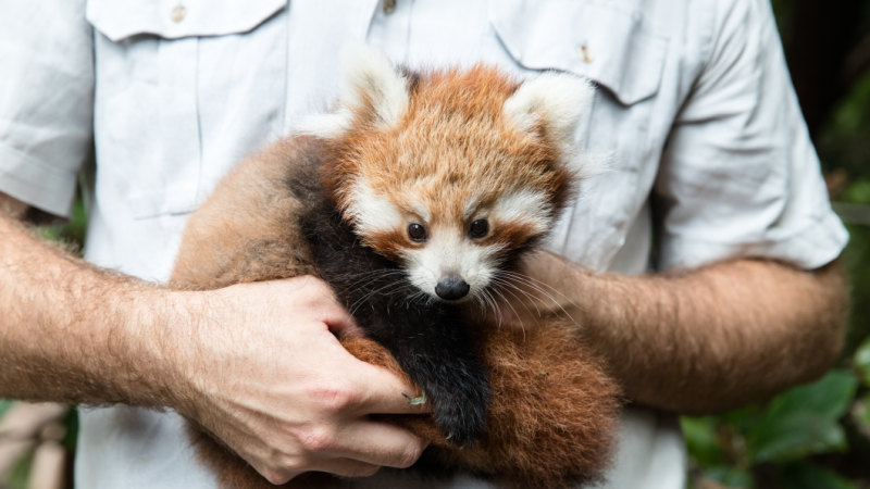Taronga Zoo's red panda breeding program produces triplets for the ...