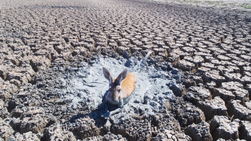 Menindee: Darling River's mass fish kill is about mismanagement, not ...