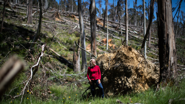 Storm clean-up continues six months on in Wombat Forest and Traralgon