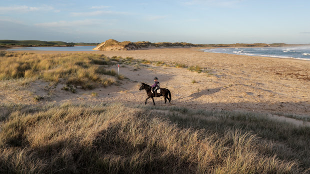 Rare birds versus horse trainers: The battle for Warrnambool's beaches