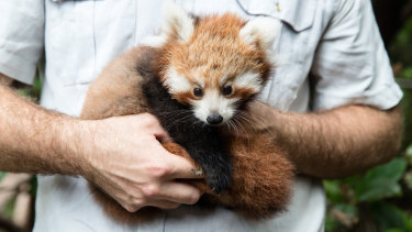 Taronga Zoo's red panda breeding program produces triplets for the ...