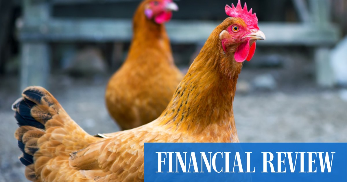 Coles limits egg purchases to two cartons as Victoria bird flu outbreak ...