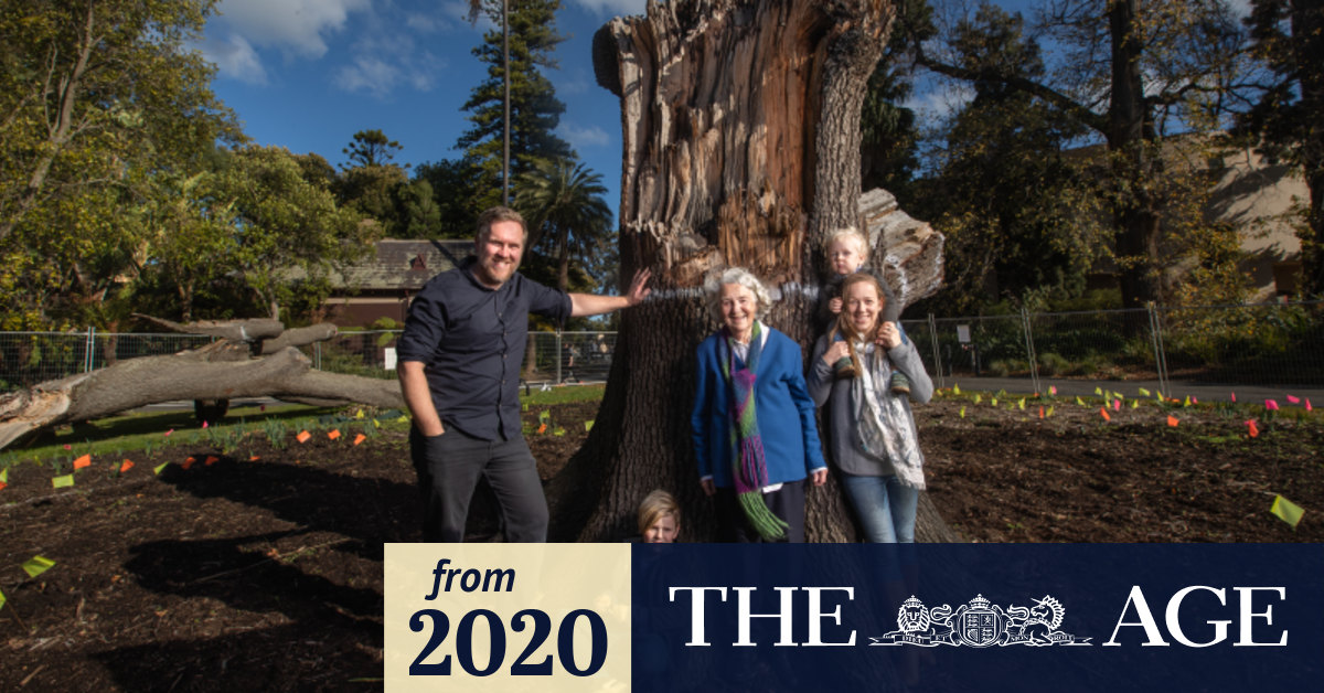 Amid the mourning, new life for one of Melbourne's most-loved trees