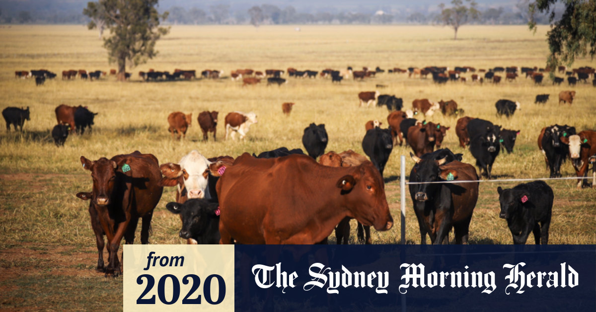 Scientists lock horns over climate change impact of cattle