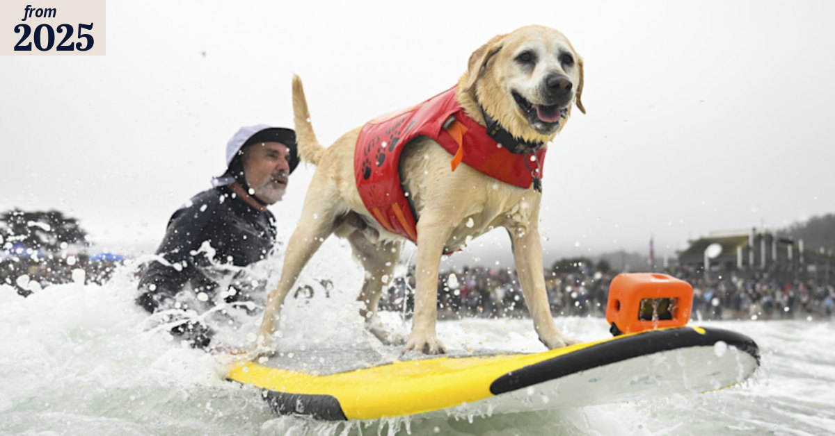 Surfing dogs: How a yellow labrador became a wave sensation