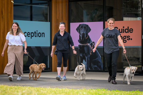 Guide Dogs Victoria looking for puppy raisers to help in Melbourne