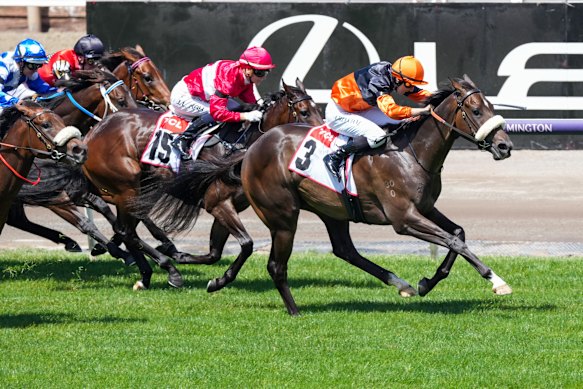 Maharba slips in to Sydney on Sires mission