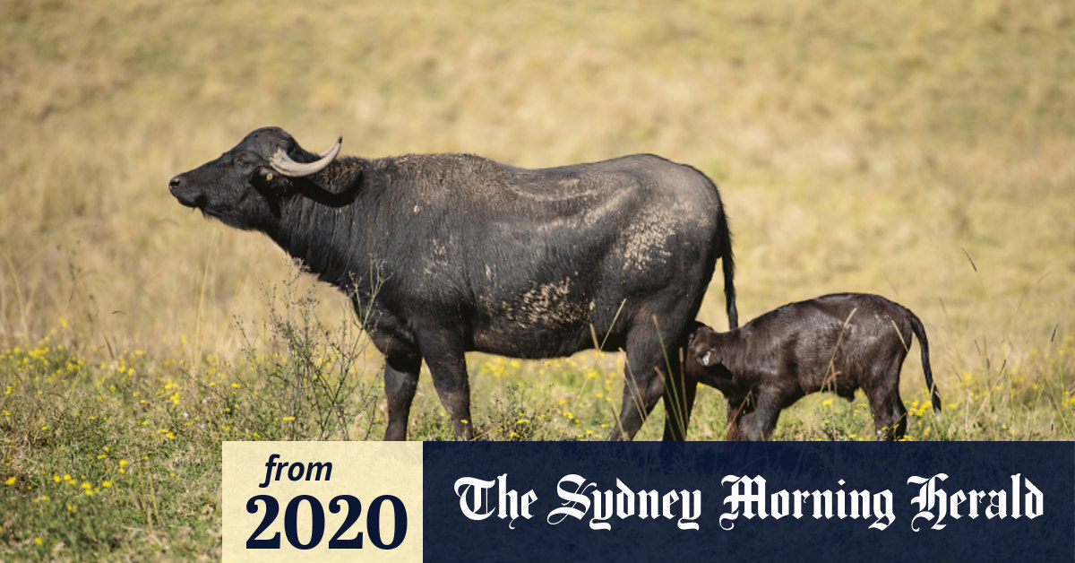 Buffalo attack injures woman in Denham Court