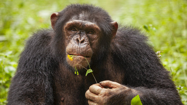 Traumatised chimp that inspired a photographer