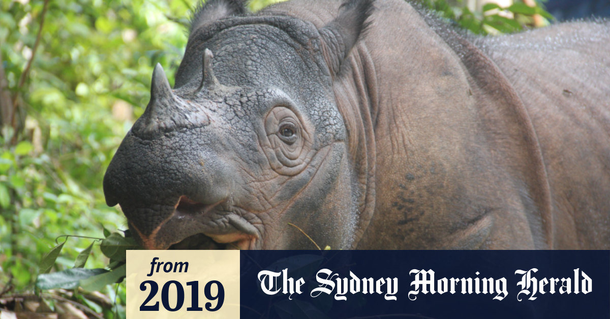 Malaysia's last female Sumatran rhino dies