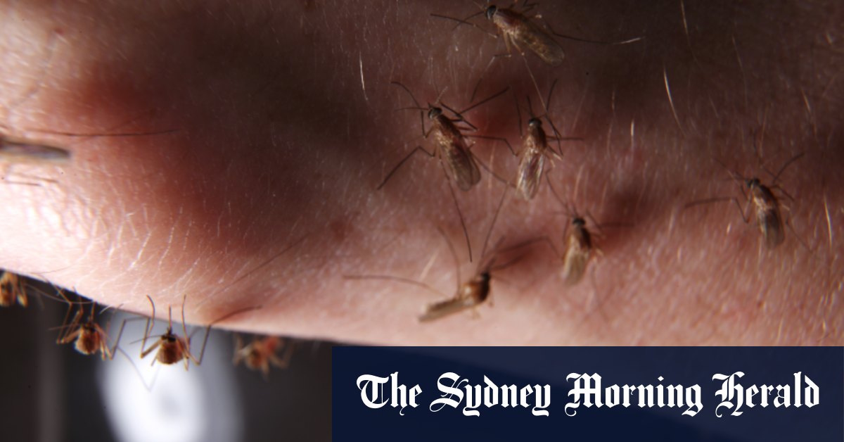 Mosquito numbers on the rise in NSW, Sydney after floods across state