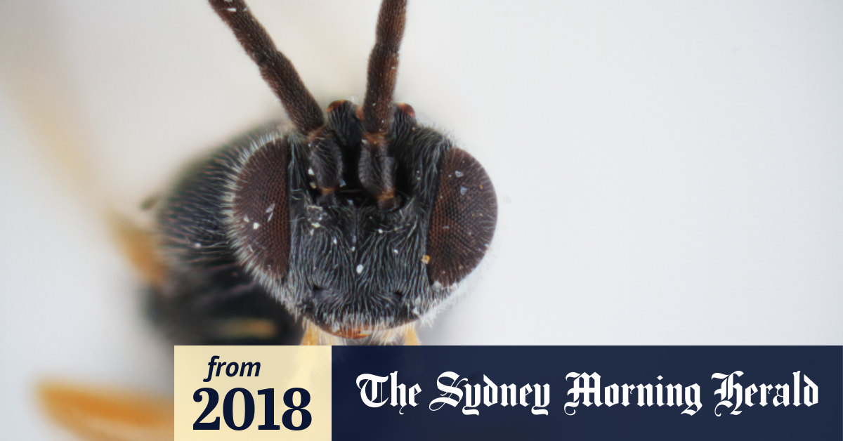 What in the weird: Unleashing 'Alien' wasps and zombie spiders