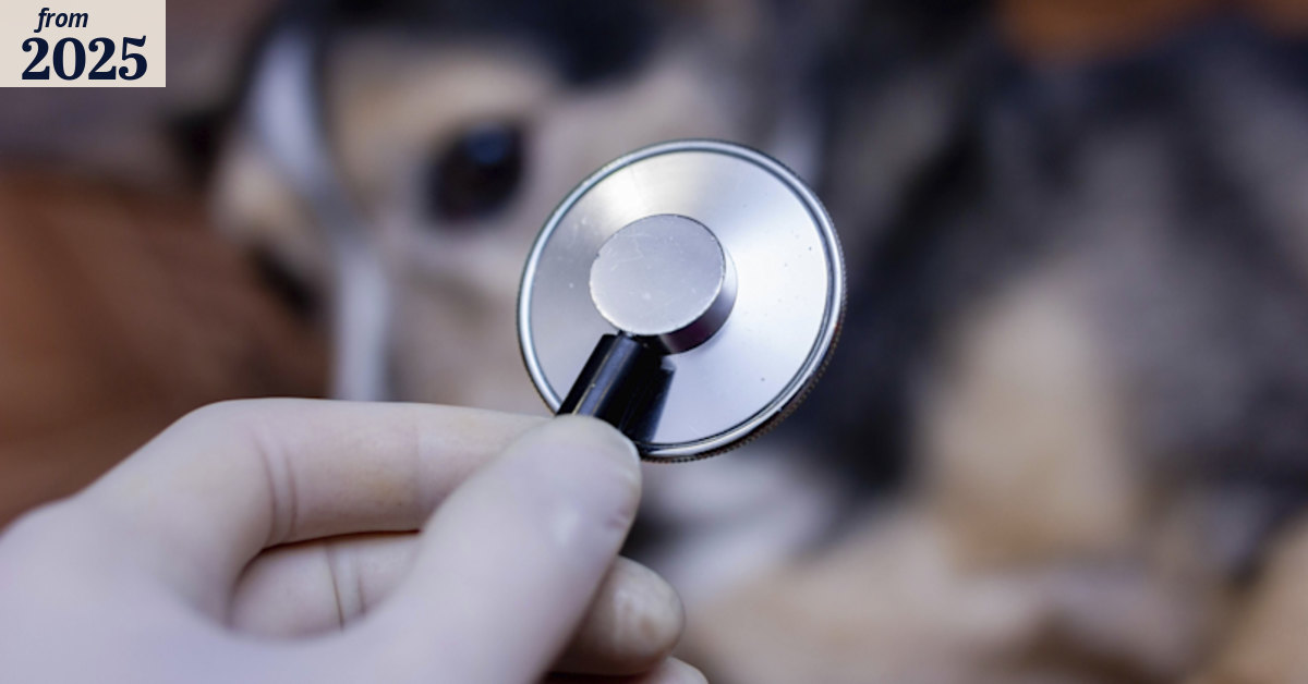Adrian Burstein: Perth vet’s registration cancelled after multiple ...