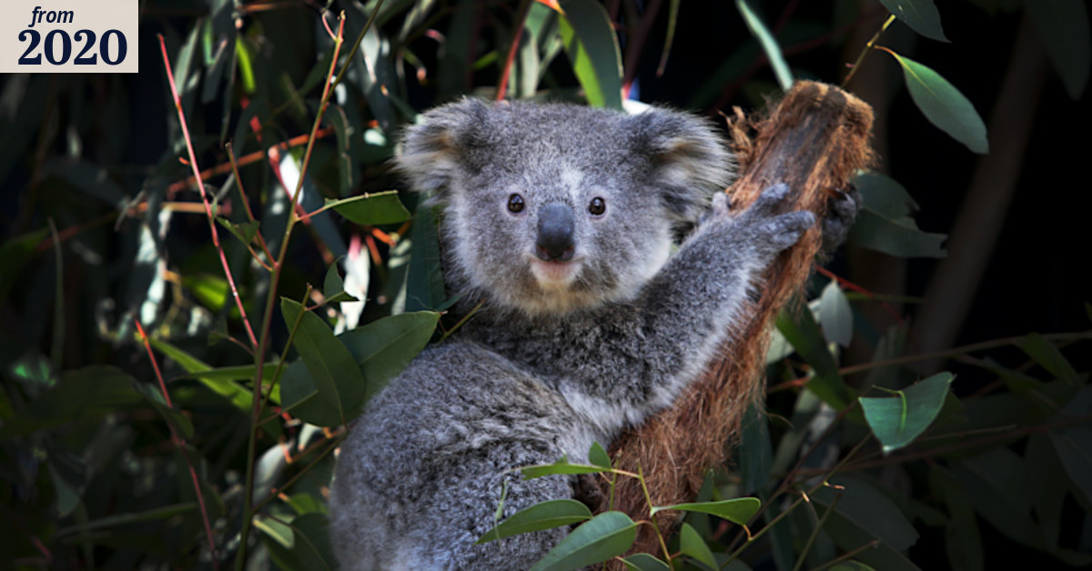 A state of disarray as koala war continues to rage