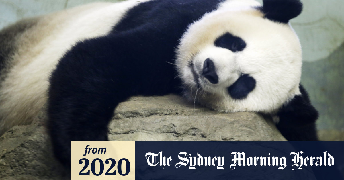 'A good day': giant panda's pregnancy brings cheer to US National Zoo