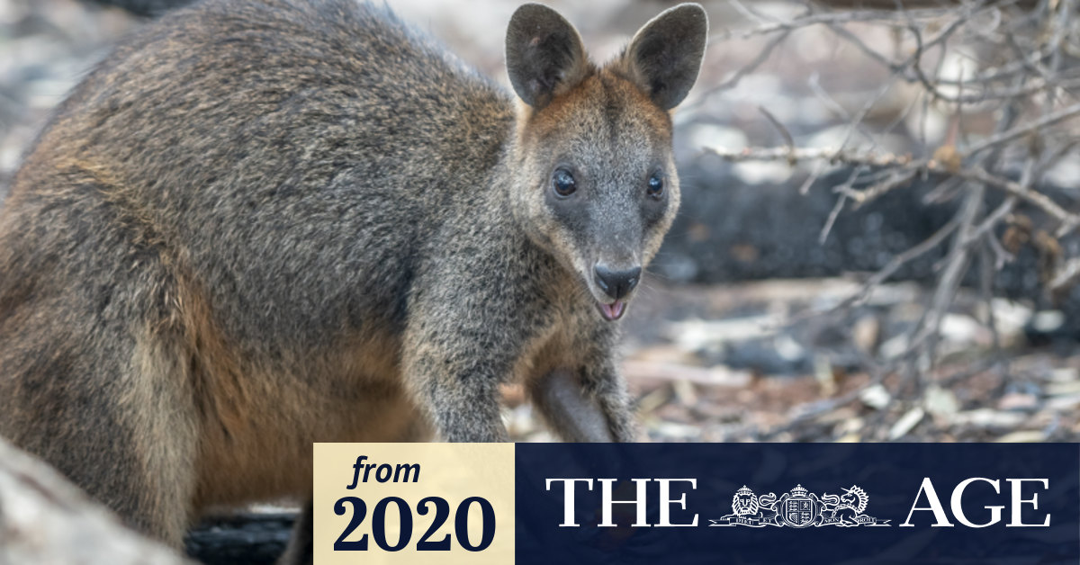 Victoria bushfires: Food drops to begin to save animals in fire-ravaged ...