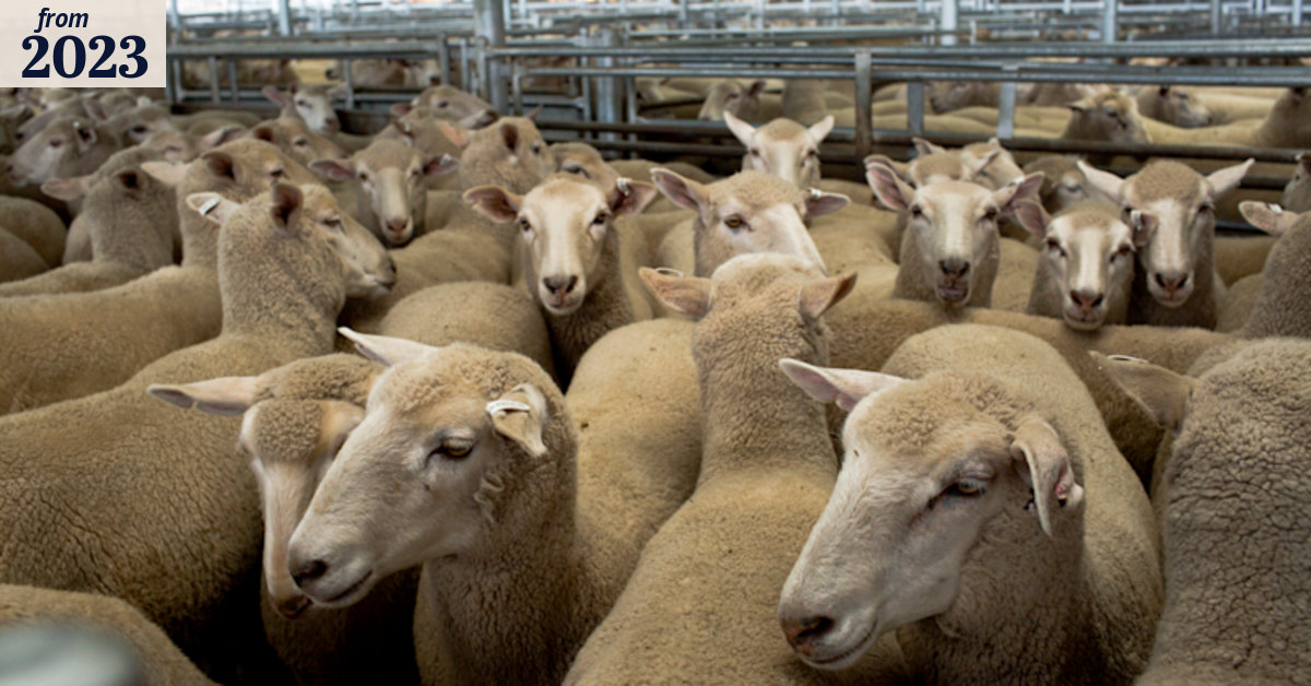 Live sheep export ban would cut Middle East trade ties, farmers argue