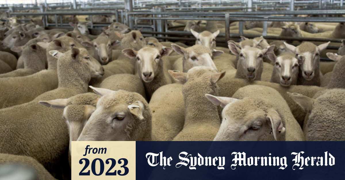 Live sheep export ban would cut Middle East trade ties, farmers argue