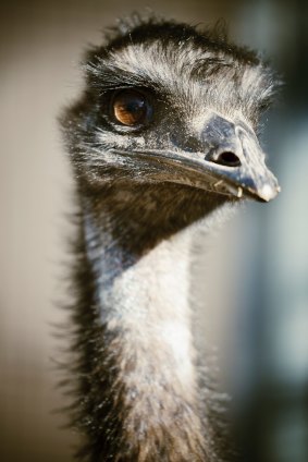 Not emu-sed: Filming Australia's wildlife and its challenges