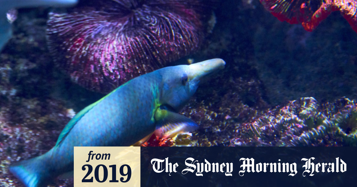 One fish, new fish, girl fish, blue fish: sex change at the aquarium