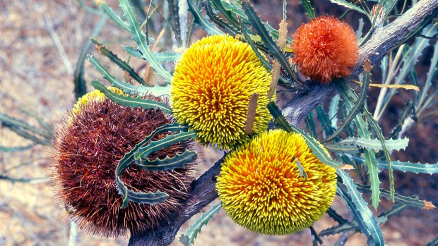 Celebrating the bush's big shots: banksias
