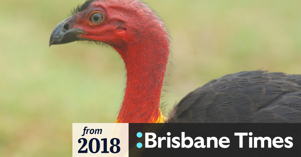 New app to record Queensland’s suburban brush turkeys