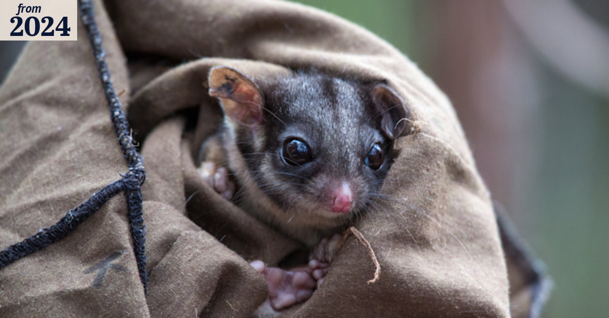 Hope for lowland Leadbeater’s possum as conservationists identify 34 in ...