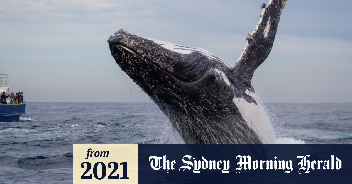 Humpback whales: Conservation groups warn against removing the whales ...