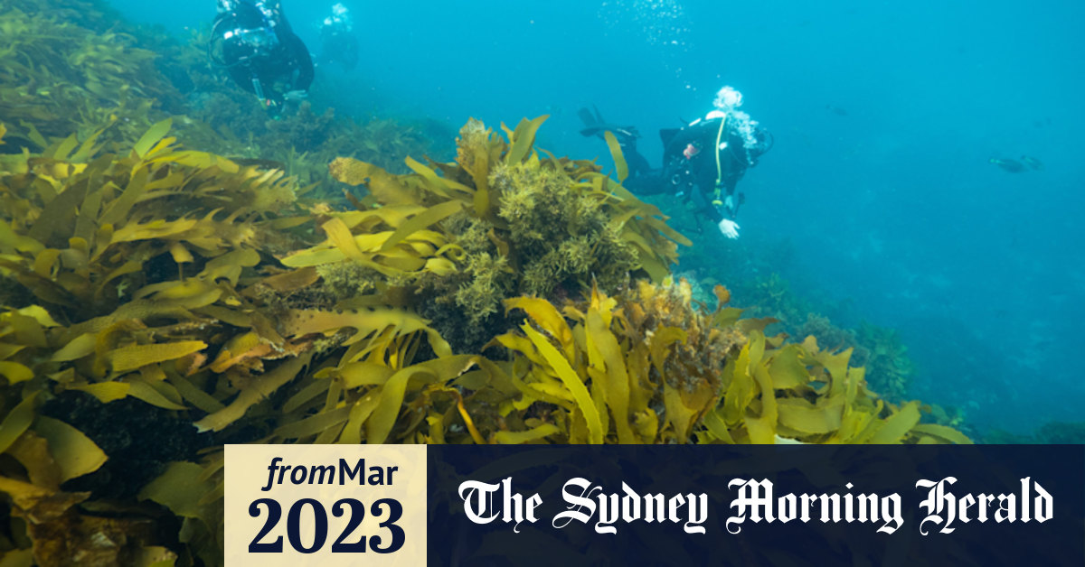 Port Phillip Bay kelp restoration project to fight ravages of sea urchins