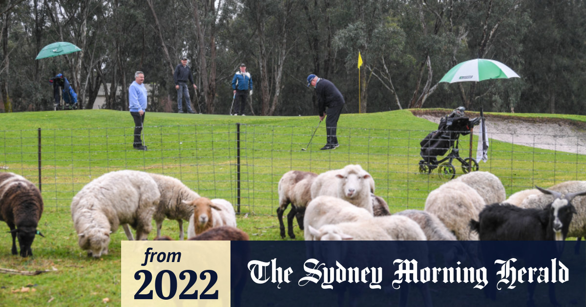 Eastern Sward Golf Club: Where sheep and other animals share the fairways