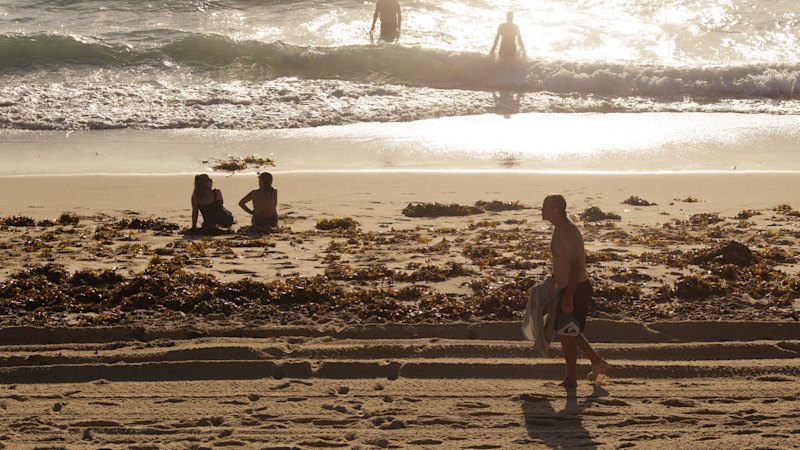 Sydney weather: Bull shark tagging program launched as Sydney braces ...