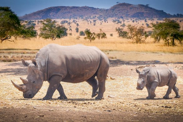 South Africa safari guide: Comparing a self-drive adventure in Kruger ...