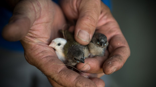 ‘Kingpin’ bird smuggler turns jailbird