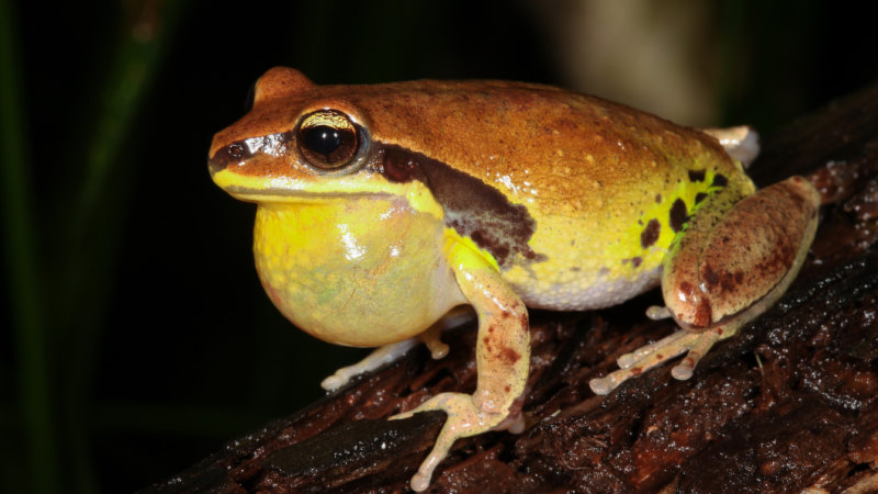 Please 'Shazam' frog lovesongs because it's for science