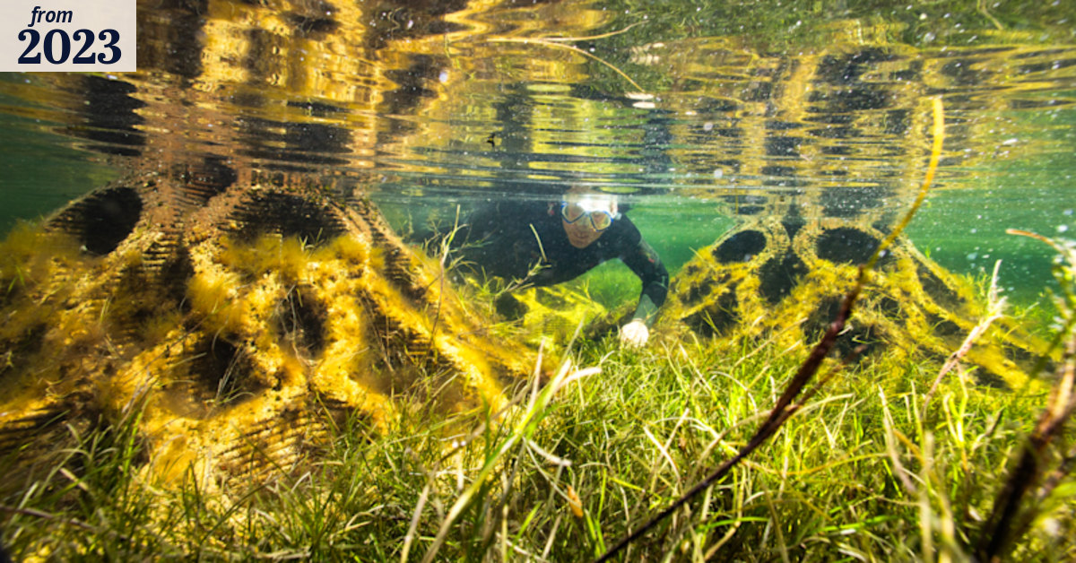 Dell Eco Reef at Clifton Springs near Geelong brings art, hope to ...