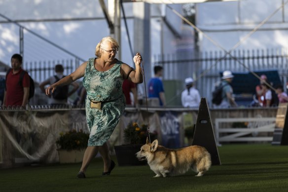 Easter show: Royal corgis snap at the heels of victory