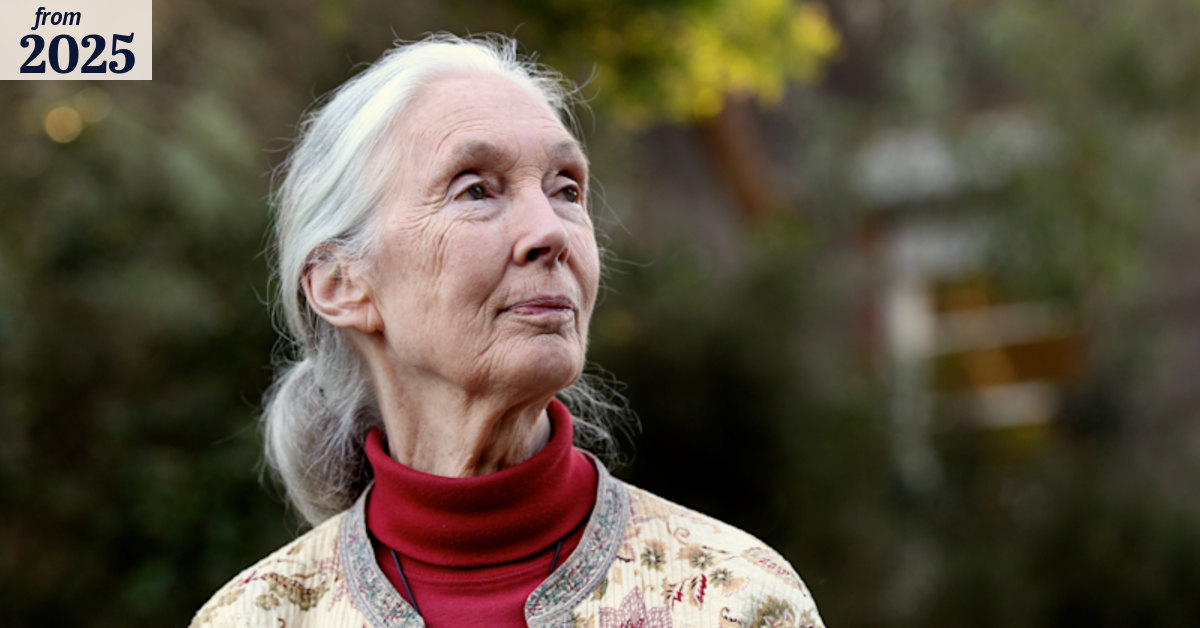 Jane Goodall had ‘old friends’ in Sydney, but rebuked Australian ...