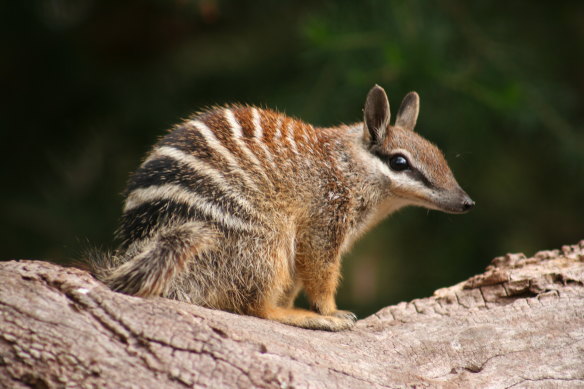 WA’s endangered numbat population estimate doubles, greater protections ...