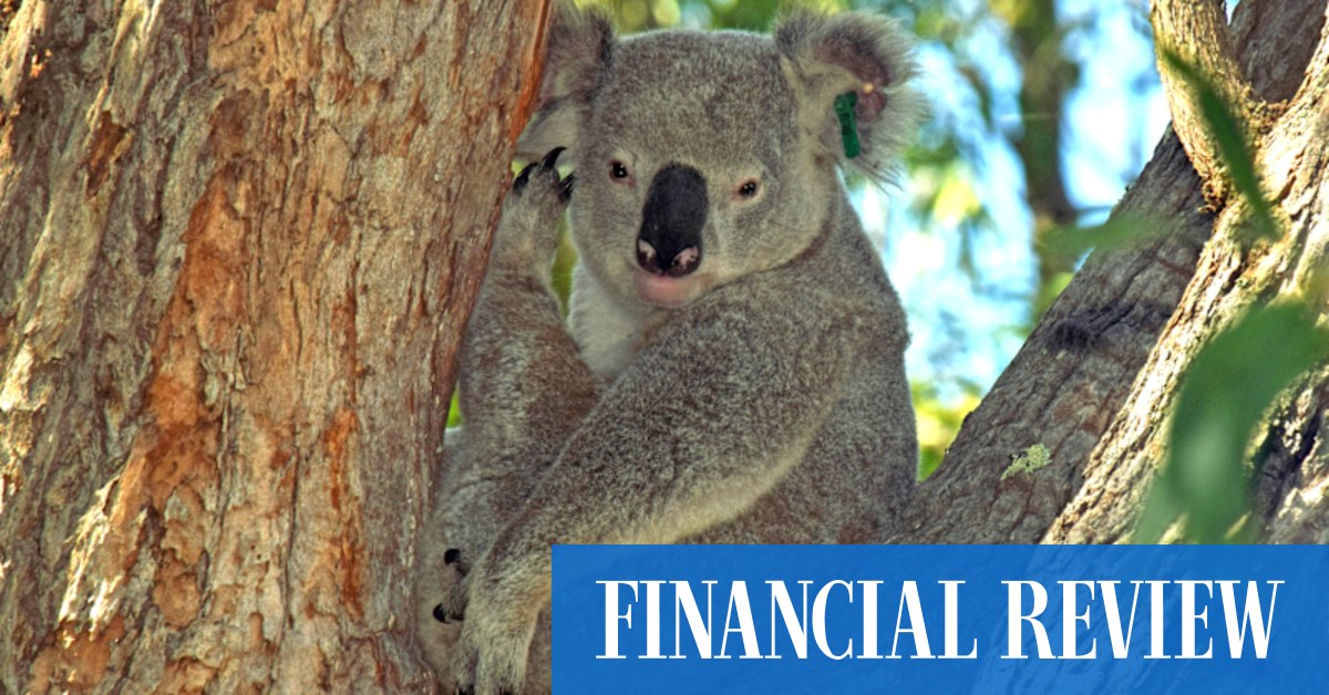 ANZ loan linked to destruction of koala habitat in south-east Queensland