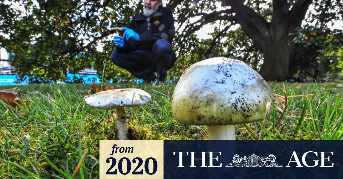 Poison warning on death cap mushrooms after man in his 70s dies