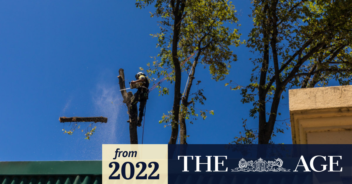 Caulfield Racecourse redevelopment: Trees lopped as minister takes control