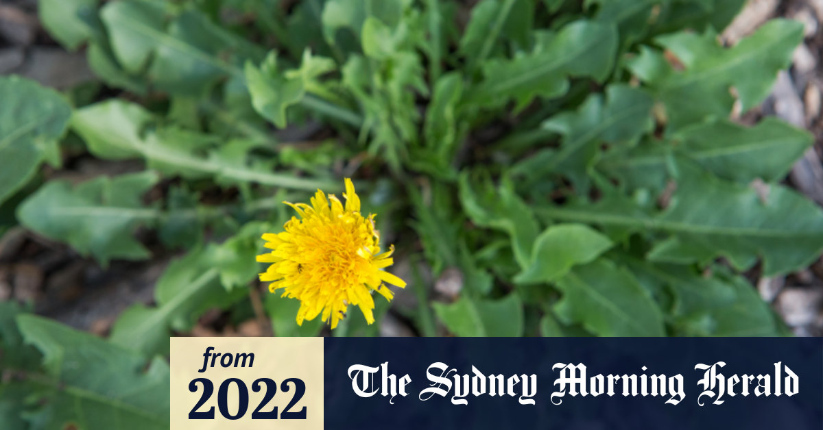 The best way to weed your garden and which weeds you can eat