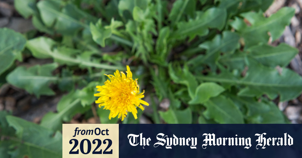 The best way to weed your garden and which weeds you can eat