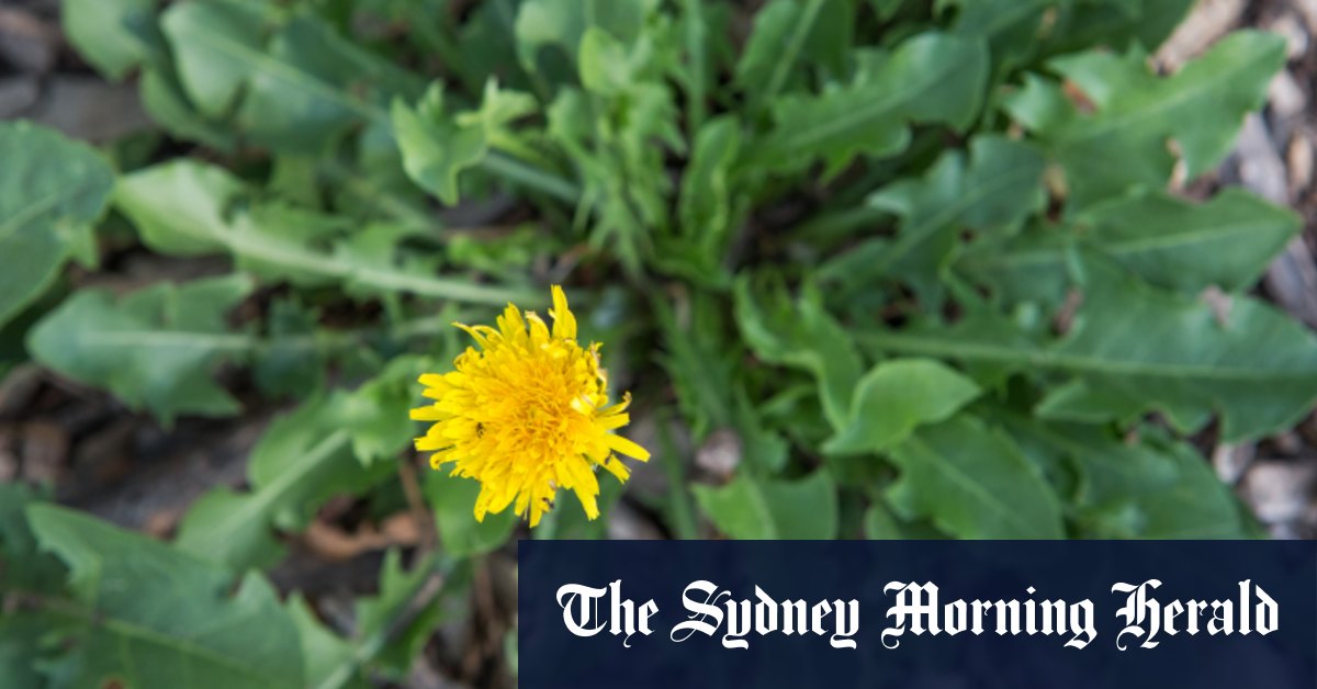 The best way to weed your garden and which weeds you can eat