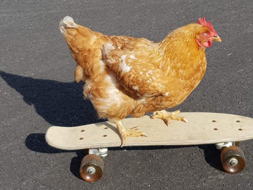 No, honey, you aren’t seeing things, that chicken really IS surfing
