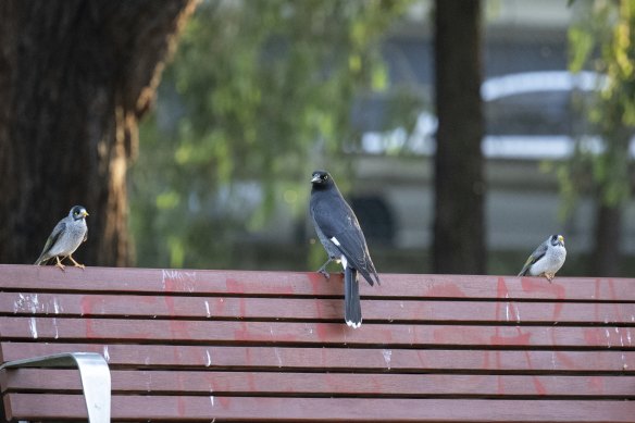 Melbourne birds: Aggressive little ravens take over at expensive of ...