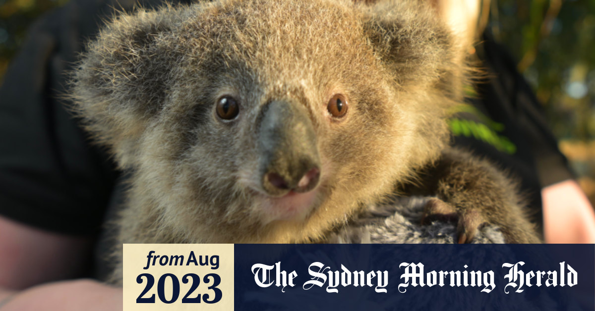 Sydney’s koala population dying at alarming rate amid housing ...