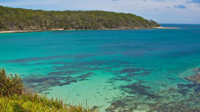 Animals, plants in Jervis Bay have dangerous level of chemicals
