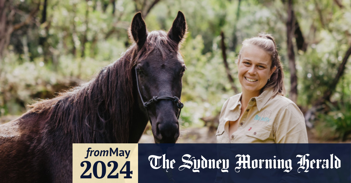 Brumby cull: Rehoming feral horses from Kosciuszko and other national parks