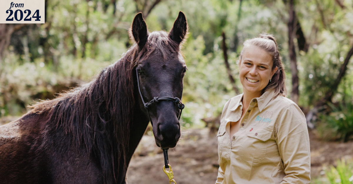 Brumby cull: Rehoming feral horses from Kosciuszko and other national parks